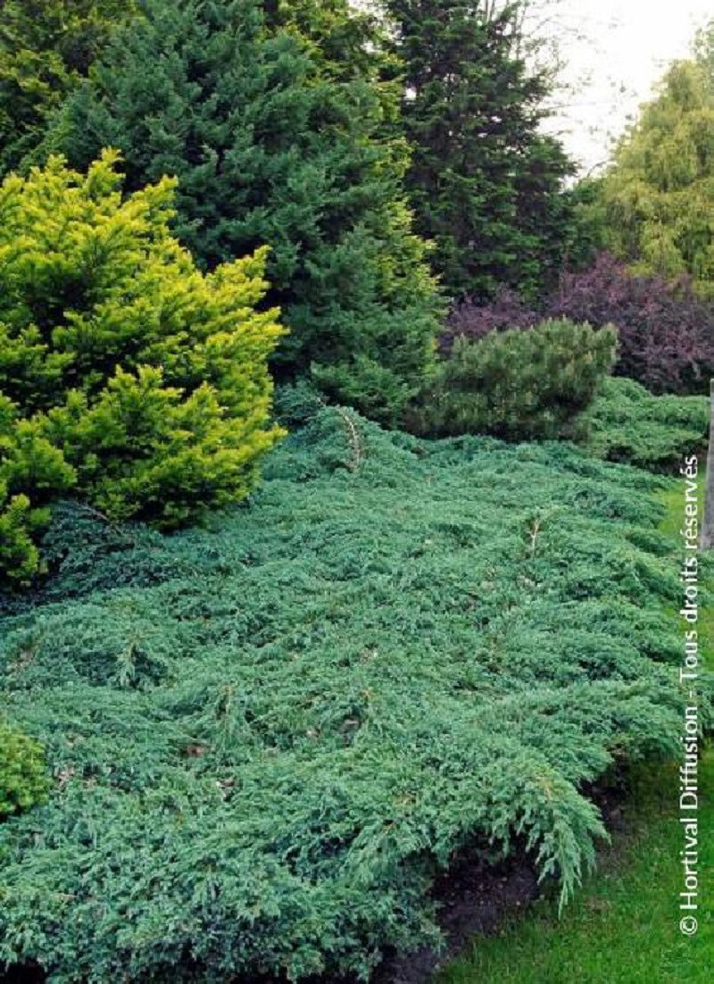 JUNIPERUS squamata BLUE CARPET (Genévrier écailleux)
