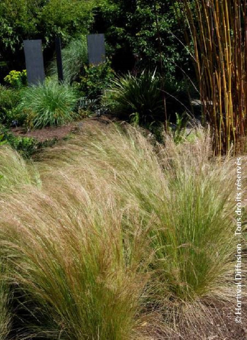 STIPA tenuifolia (Cheveux d'ange)