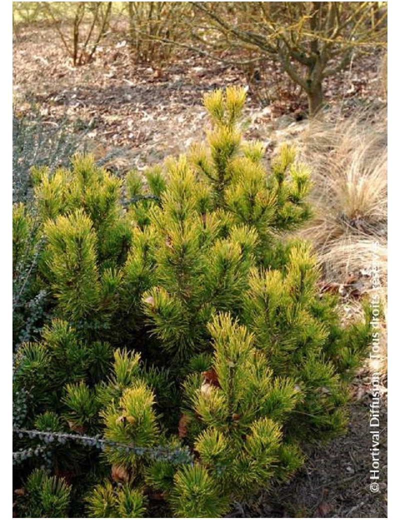 PINUS mugo WINTER GOLD (Pin des montagnes)