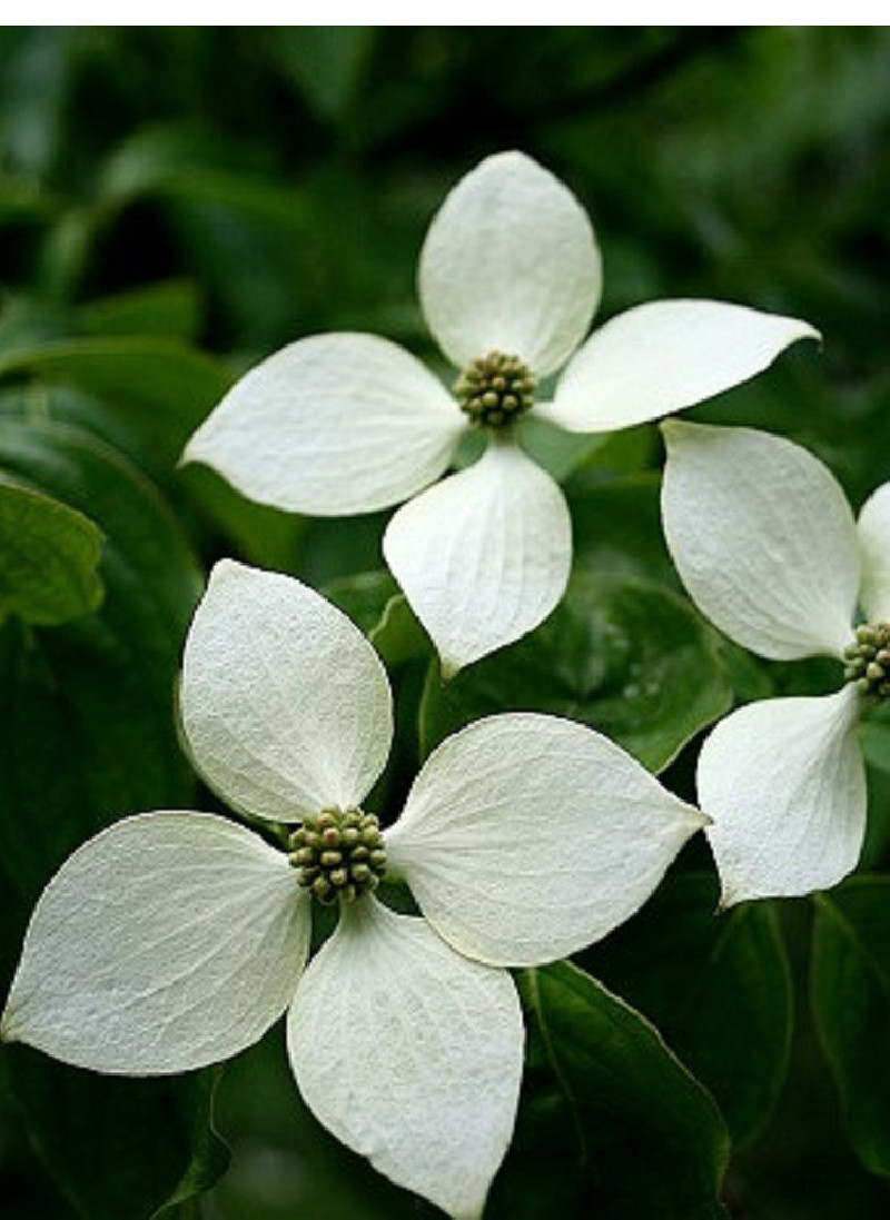 CORNUS kousa (Cornouiller à fleurs)