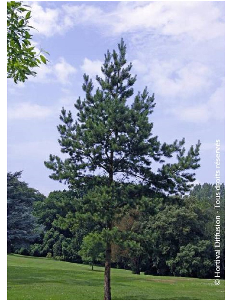 PINUS sylvestris (Pin sylvestre)