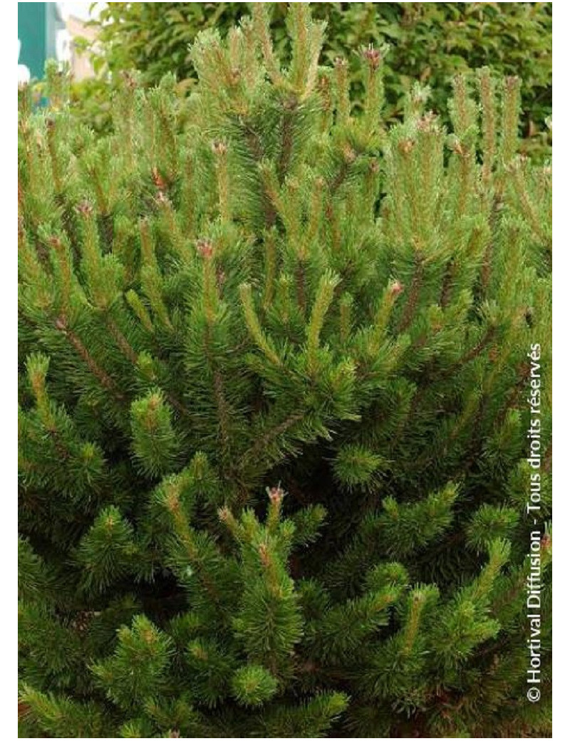 PINUS mugo var.mughus (Pin des montagnes)