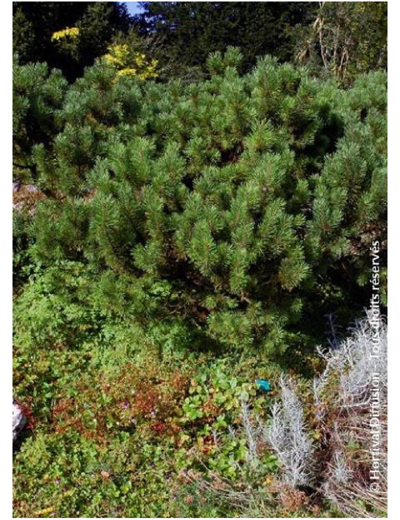 PINUS mugo var.mughus (Pin des montagnes)