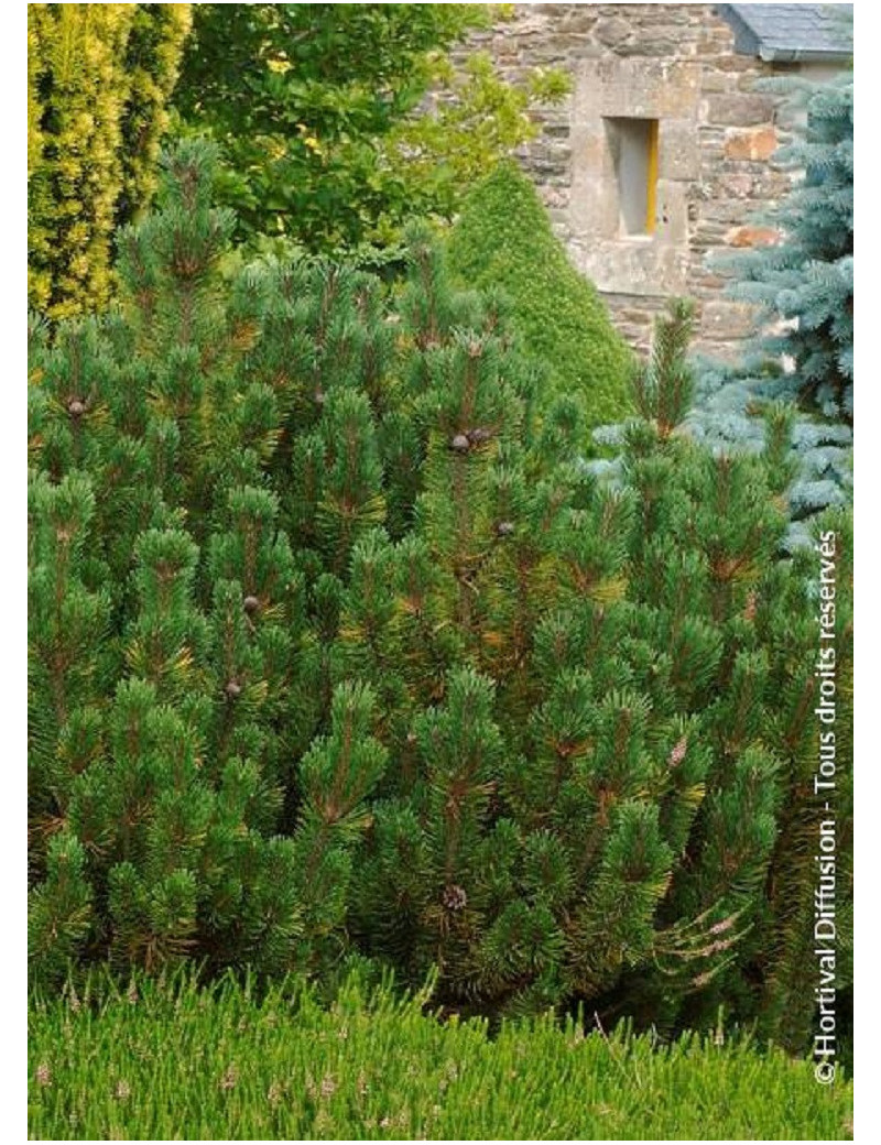 PINUS mugo var.pumilio (Pin des montagnes)