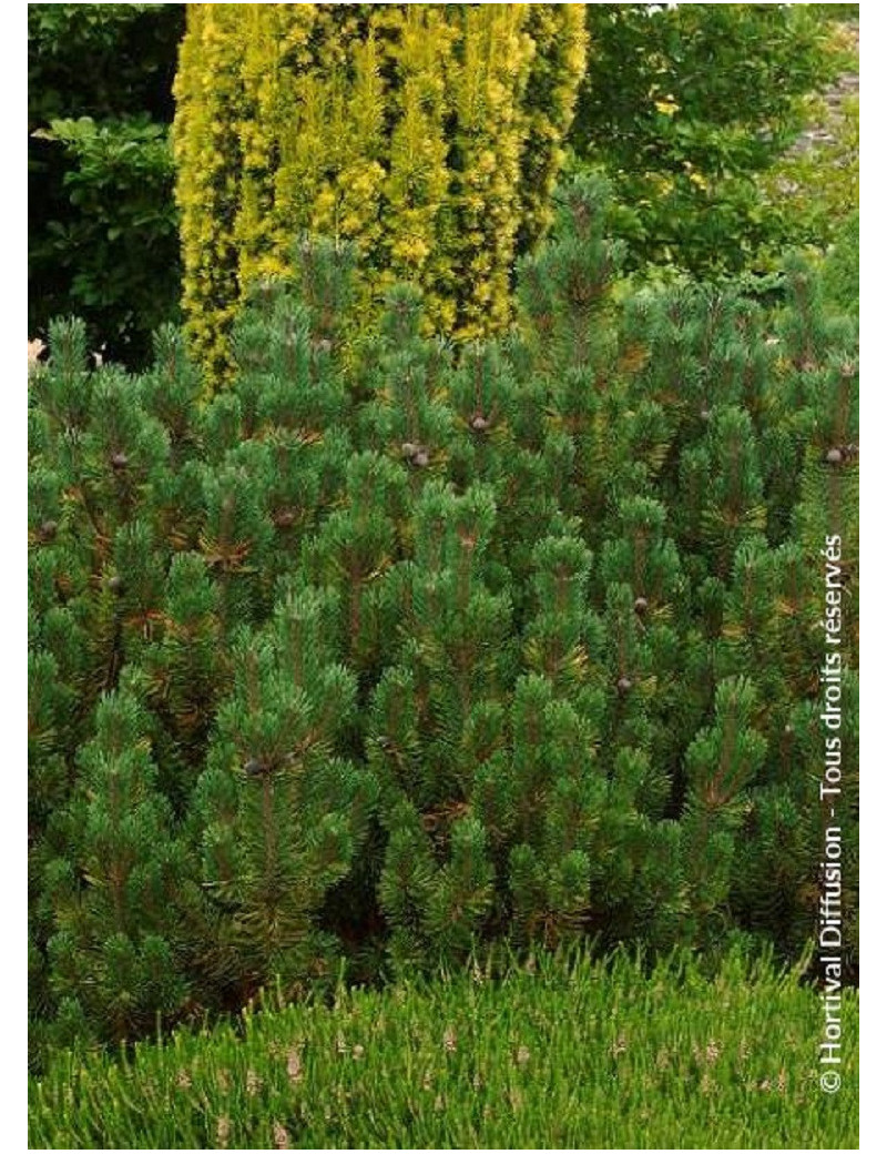 PINUS mugo var.pumilio (Pin des montagnes)