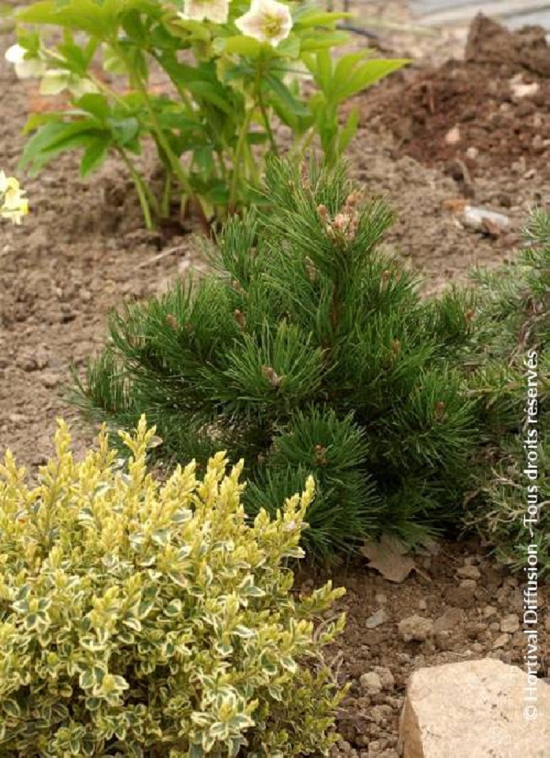 PINUS leucodermis COMPACT GEM (Pin de Bosnie)