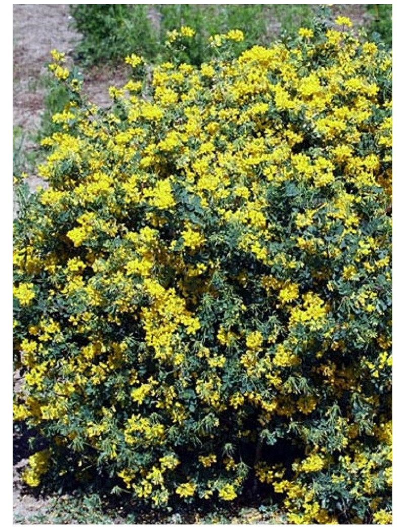 CORONILLA emerus (Coronille des jardins)