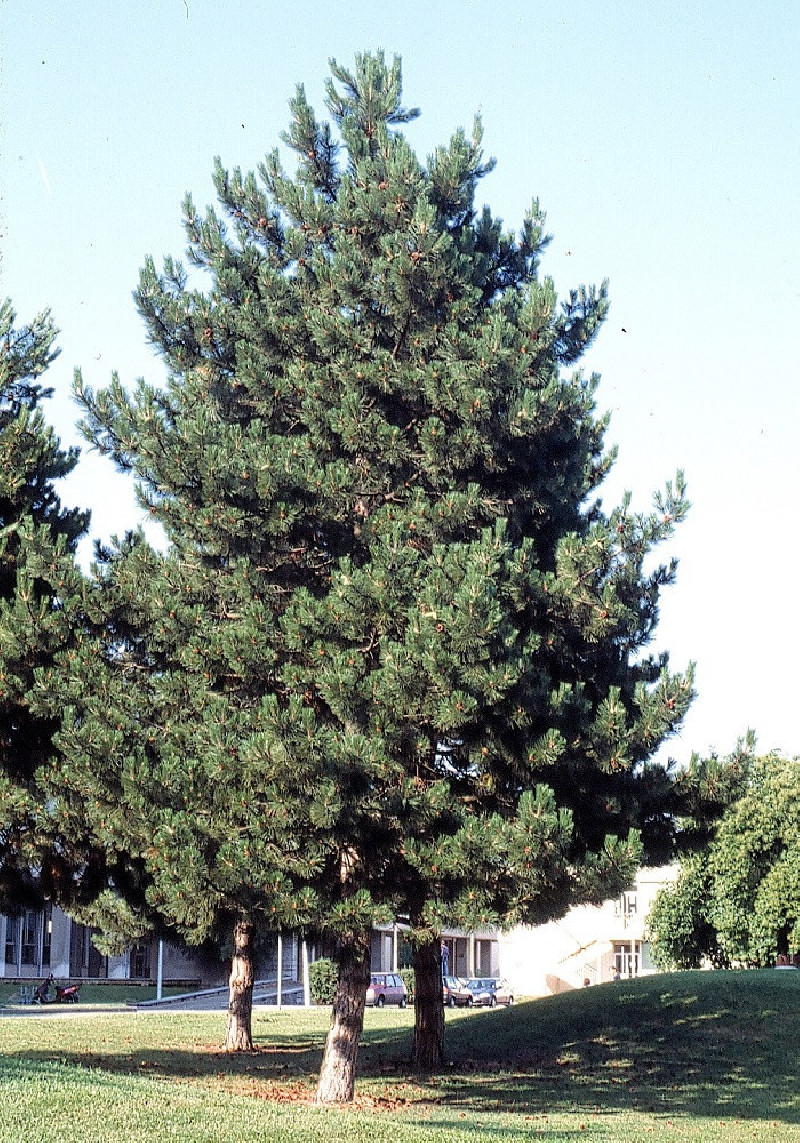 PINUS nigra ssp. nigra (Pin noir d'Autriche)