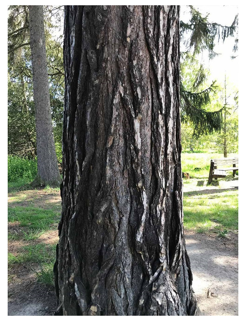 PINUS nigra ssp. nigra (Pin noir d'Autriche)