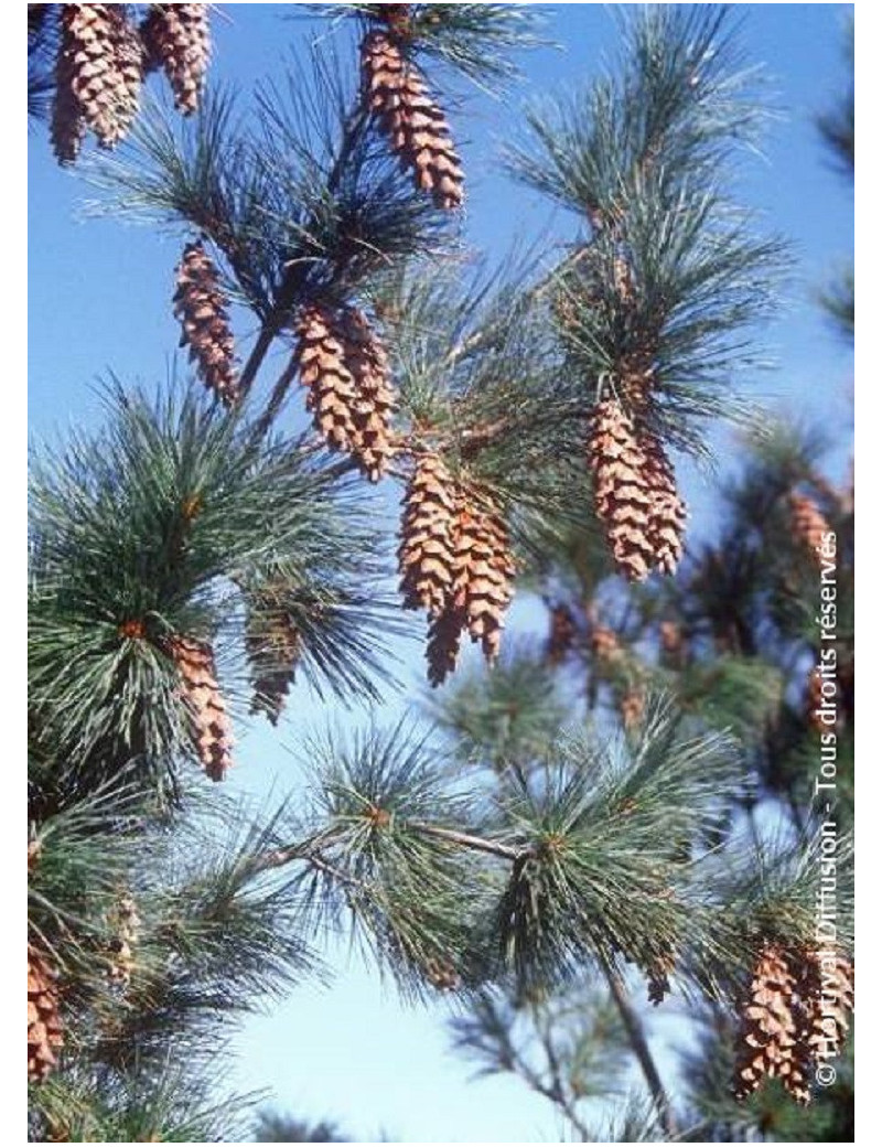 PINUS griffithii (Pin de l'Himalaya)