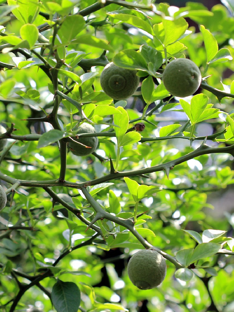 PONCIRUS trifoliata (Citronnier épineux ou Oranger trifolié)