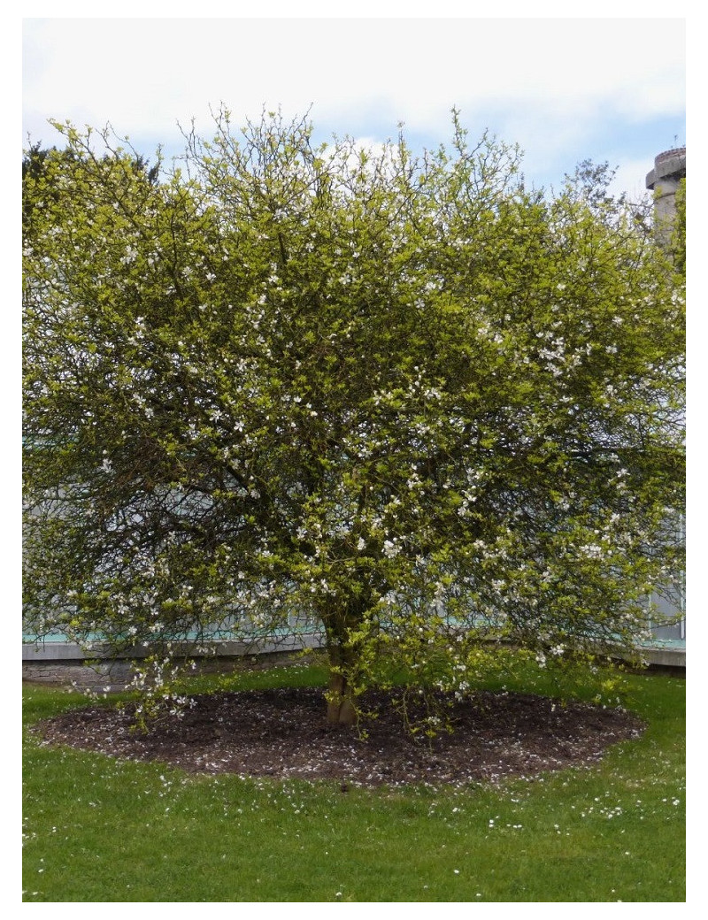 PONCIRUS trifoliata (Citronnier épineux ou Oranger trifolié)