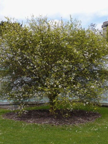 PONCIRUS trifoliata (Citronnier épineux ou Oranger trifolié)