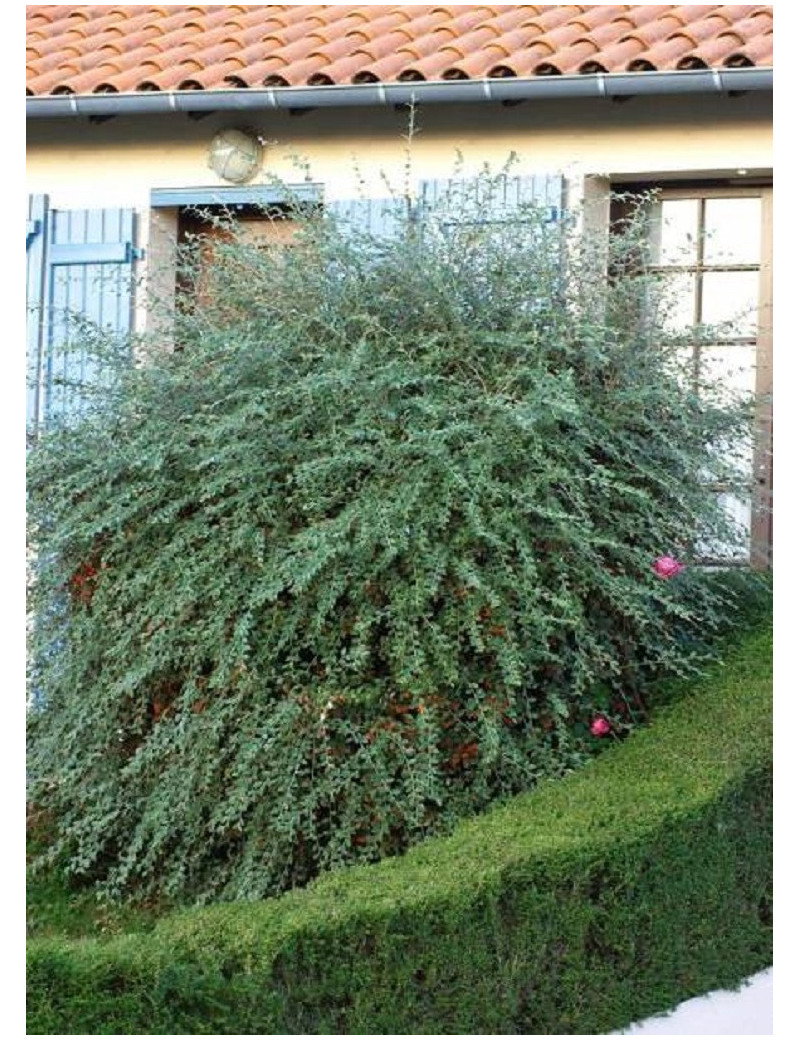 COTONEASTER franchetii (Cotonéaster de Franchet)
