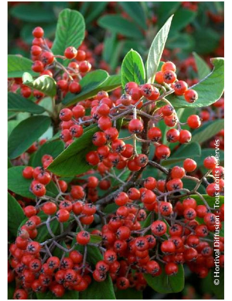 COTONEASTER lacteus (Cotonéaster laiteux)