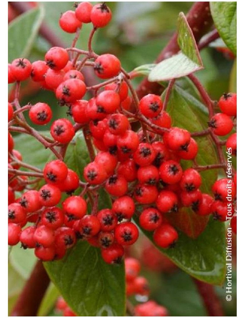 COTONEASTER lacteus (Cotonéaster laiteux)