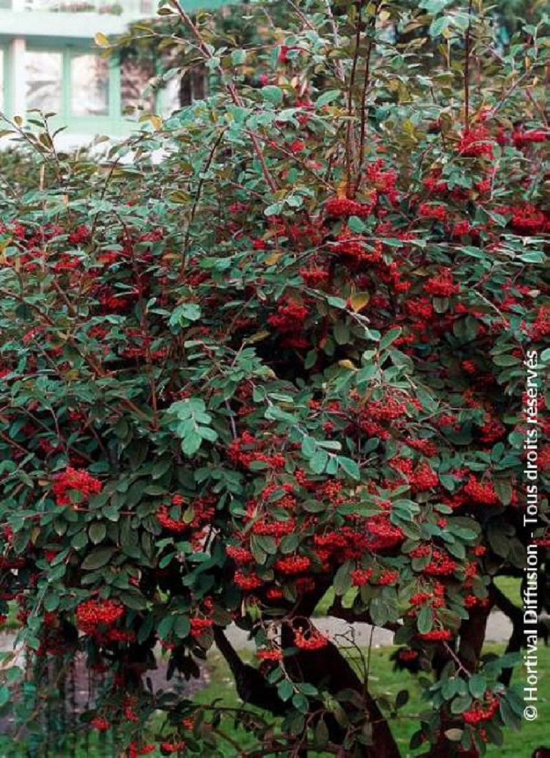COTONEASTER lacteus (Cotonéaster laiteux)