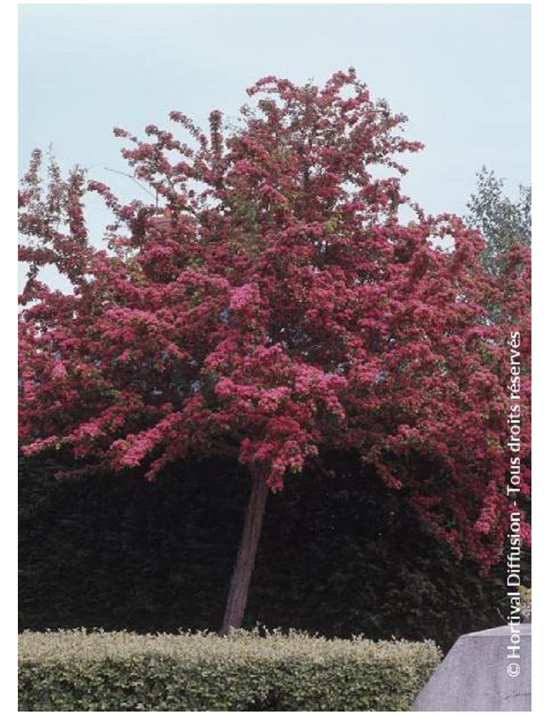 CRATAEGUS laevigata PAUL'S SCARLET (Aubépine à fleurs rouges)