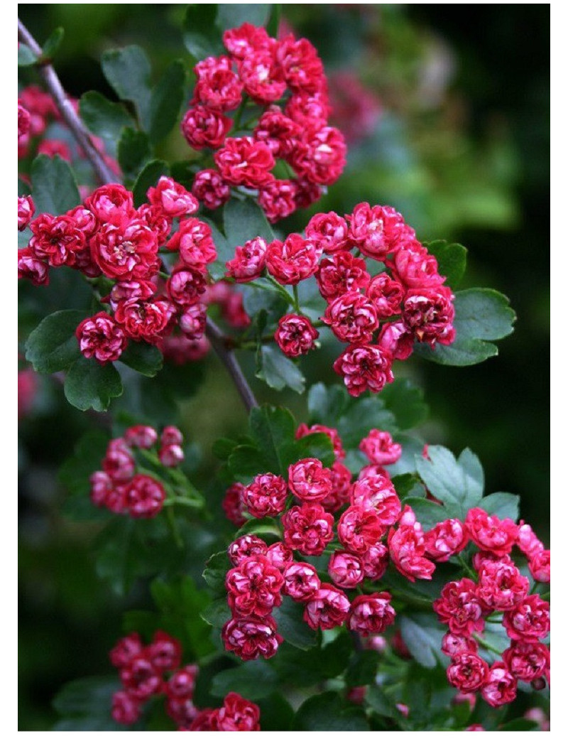 CRATAEGUS laevigata PAUL'S SCARLET (Aubépine à fleurs rouges)