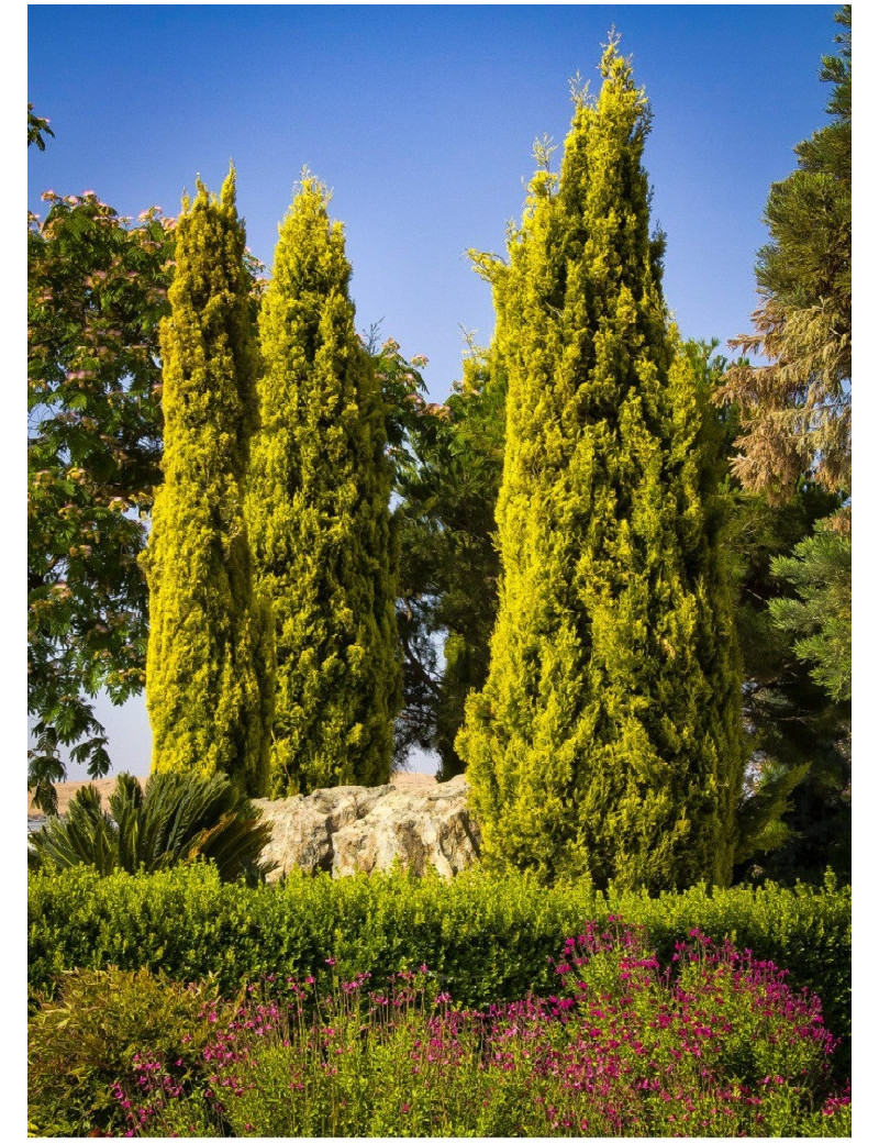 CUPRESSUS sempervirens SWANE'S GOLDEN (Cyprès d'Italie doré)