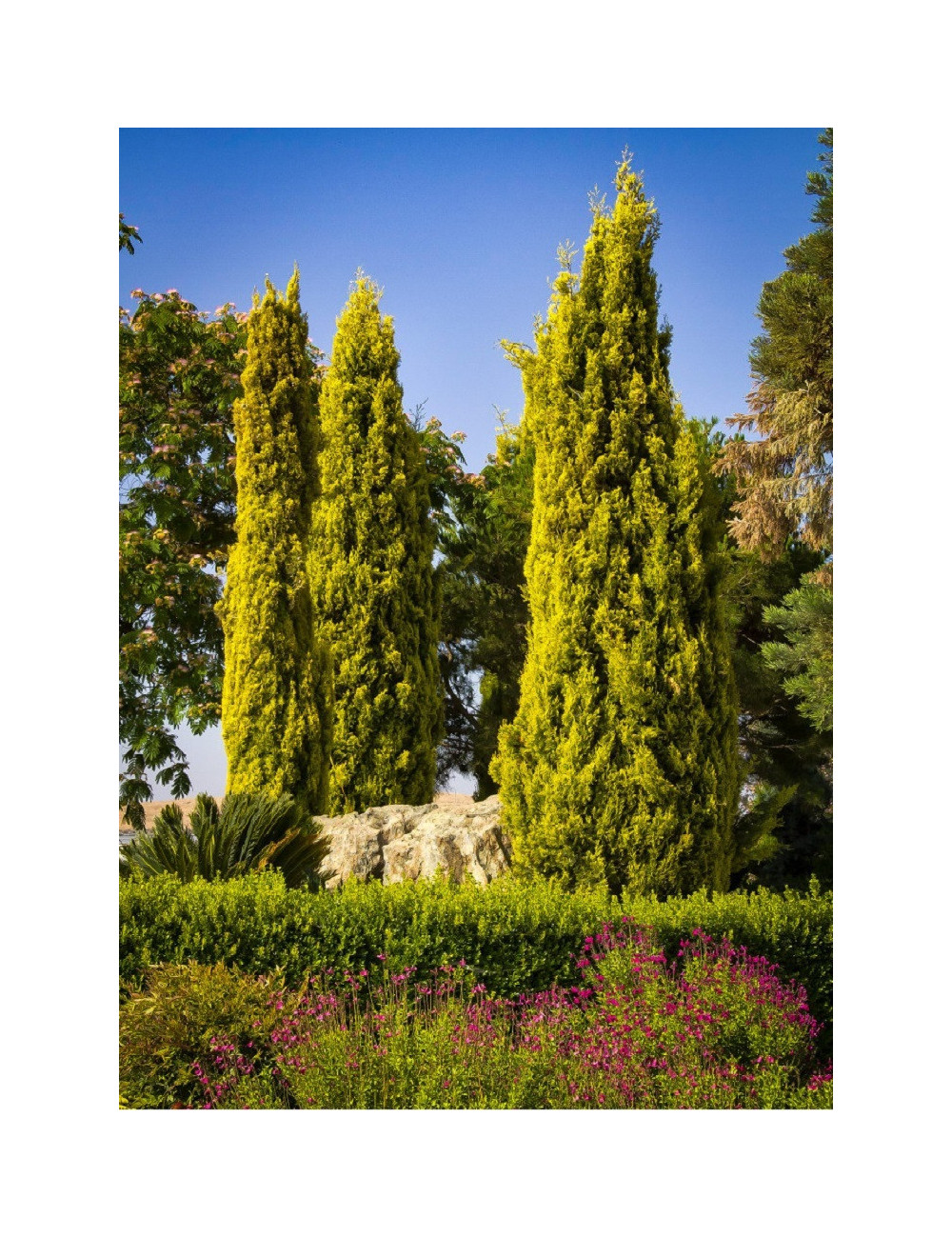 CUPRESSUS sempervirens SWANE'S GOLDEN (Cyprès d'Italie doré)