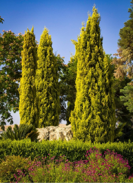 CUPRESSUS sempervirens SWANE'S GOLDEN (Cyprès d'Italie doré)
