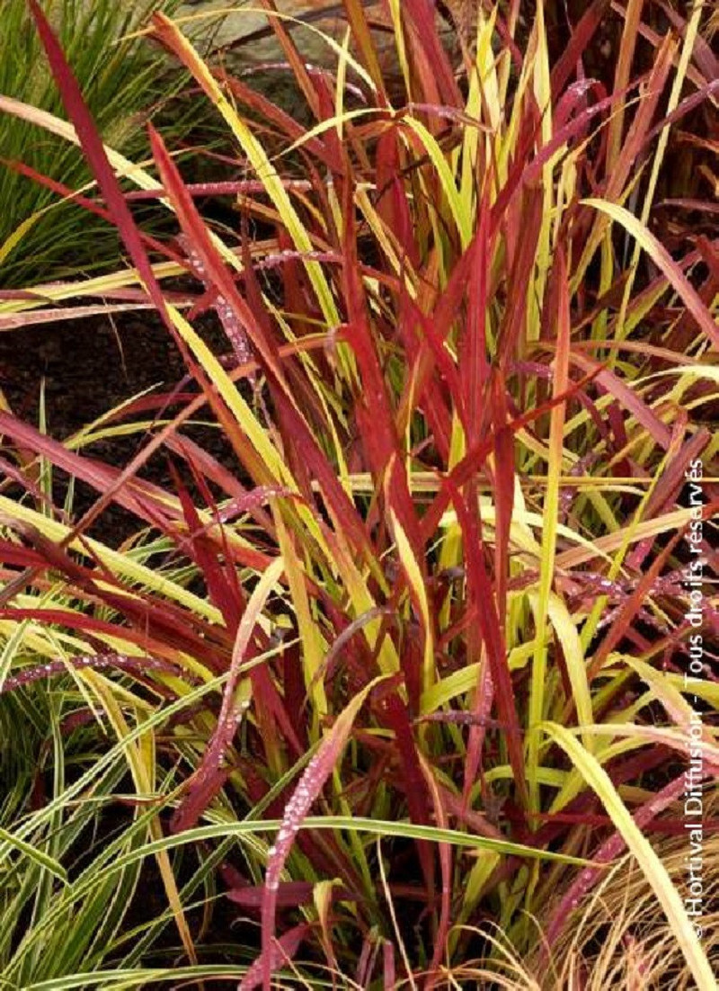 IMPERATA cylindrica RED BARON (Hherbe sanglante Red Baron)