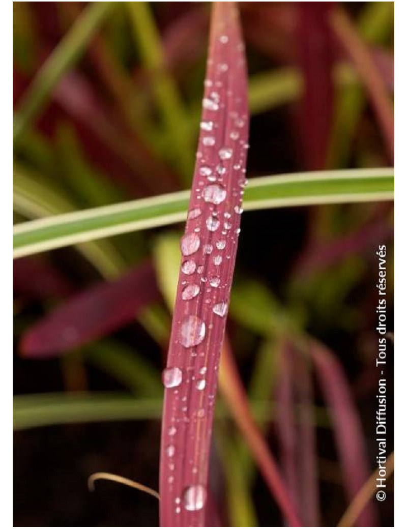 IMPERATA cylindrica RED BARON (Hherbe sanglante Red Baron)