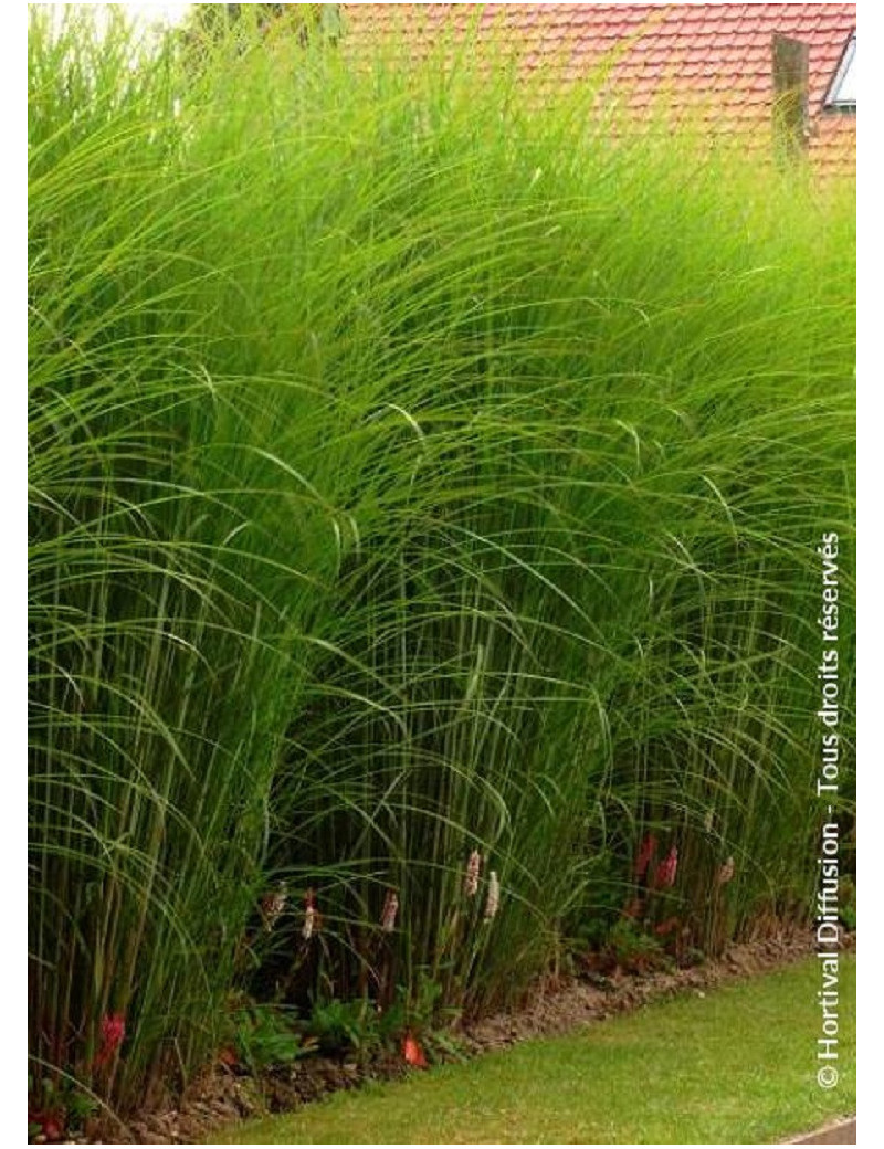 MISCANTHUS sinensis GRACILLIMUS (Roseau de Chine, herbe à éléphant ...