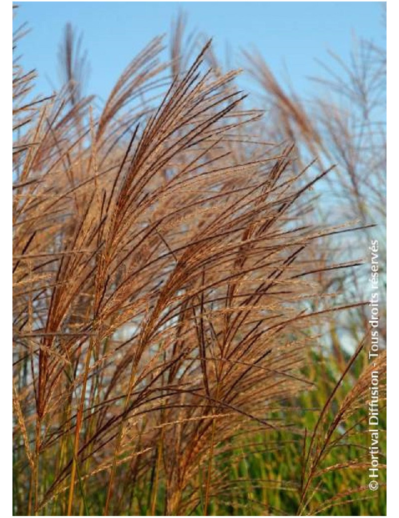 MISCANTHUS sinensis GRACILLIMUS (Roseau de Chine, herbe à éléphant ...