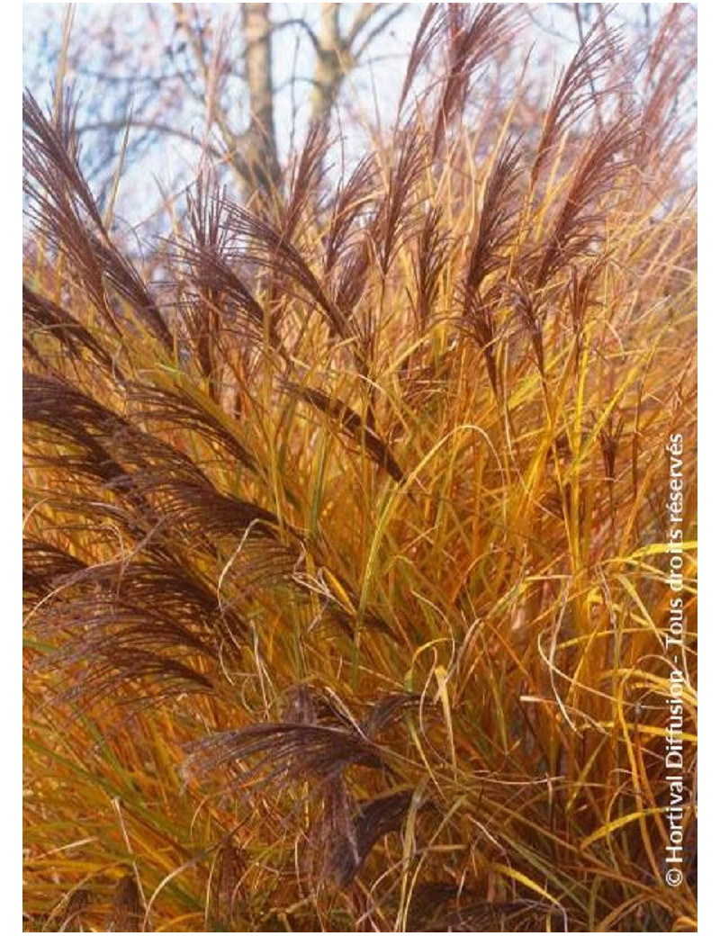 MISCANTHUS sinensis GRACILLIMUS (Roseau de Chine, herbe à éléphant ...