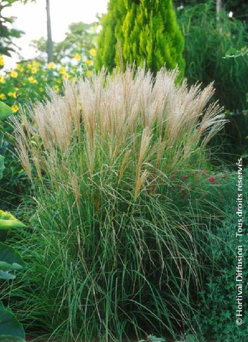 MISCANTHUS sinensis KLEINE SILBERSPINNE (Roseau de Chine, herbe à ...