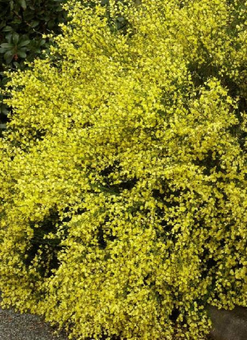 CYTISUS praecox ALLGOLD (Genêt)