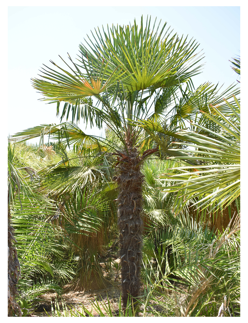 TRACHYCARPUS fortunei (Palmier de Chine ou palmier chanvre)
