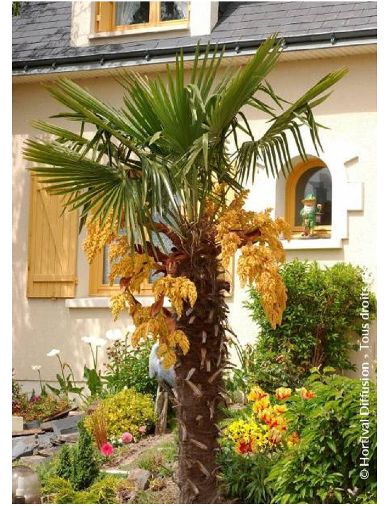 TRACHYCARPUS fortunei (Palmier de Chine ou palmier chanvre)
