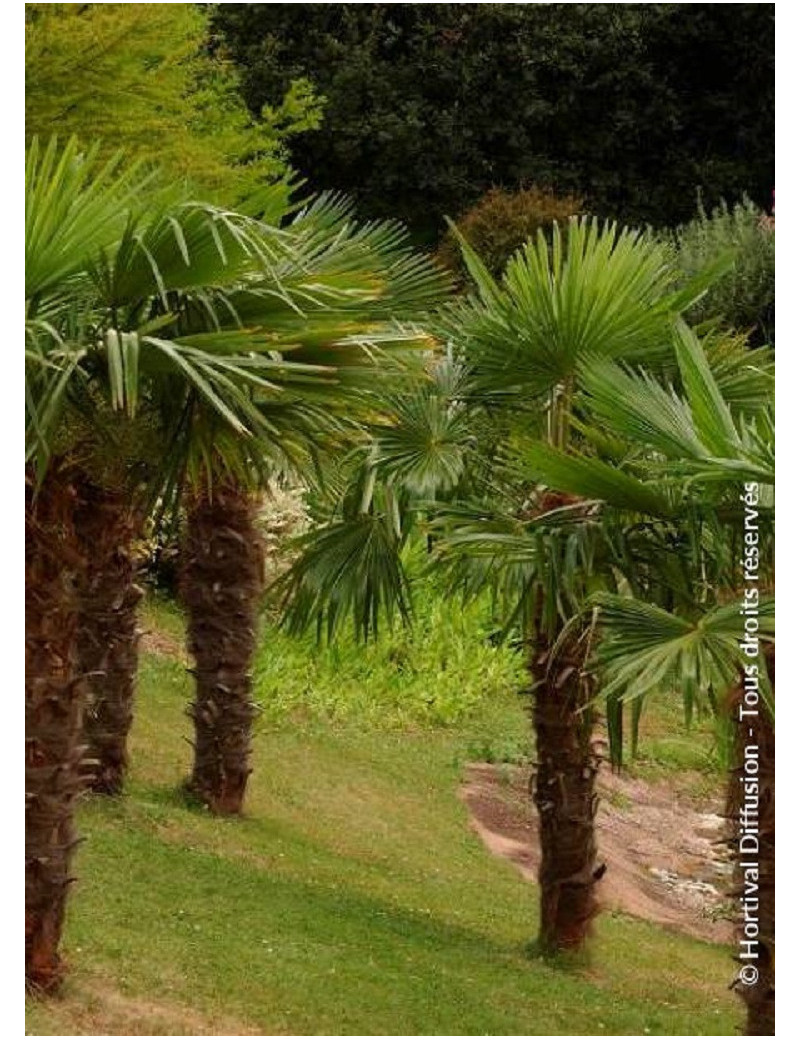TRACHYCARPUS fortunei (Palmier de Chine ou palmier chanvre)