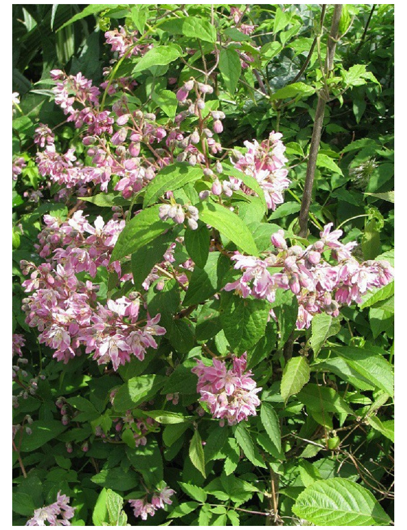 DEUTZIA hybrida PERLE ROSE (Deutzia)