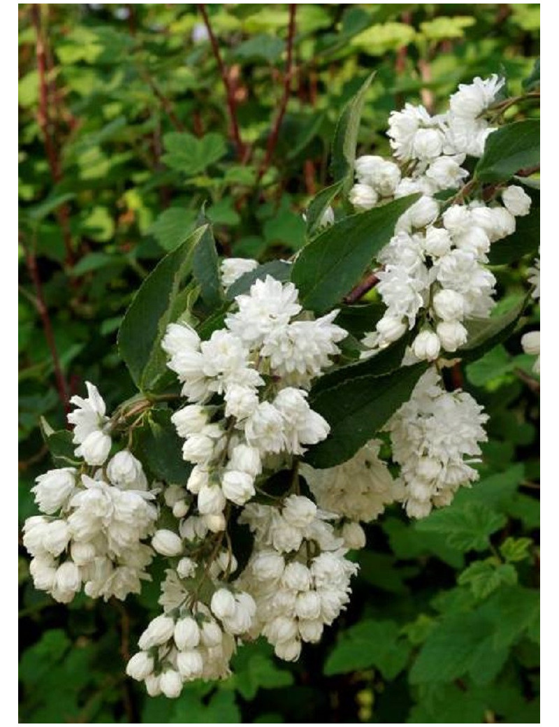 DEUTZIA magnifica (Deutzia)