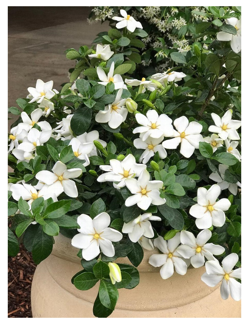 GARDENIA jasminoides KLEIM'S HARDY (Gardénia rustique Kleim's Hardy)