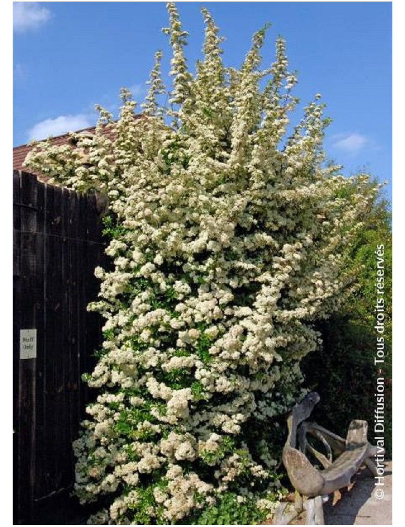 PYRACANTHA SAPHYR ROUGE® (Buisson ardent)