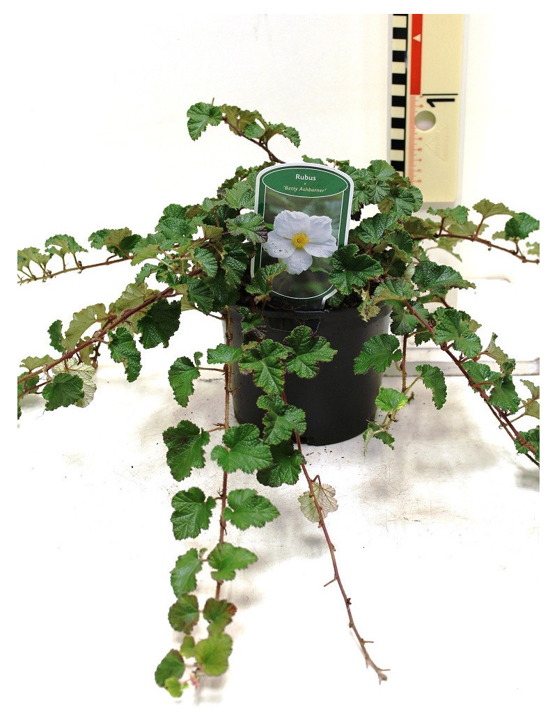 RUBUS BETTY ASHBURNER (Ronce rampante au feuillage persistant)