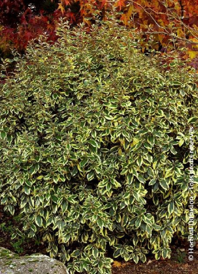 ELAEAGNUS ebbingei GILT HEDGE (Chalef panaché)