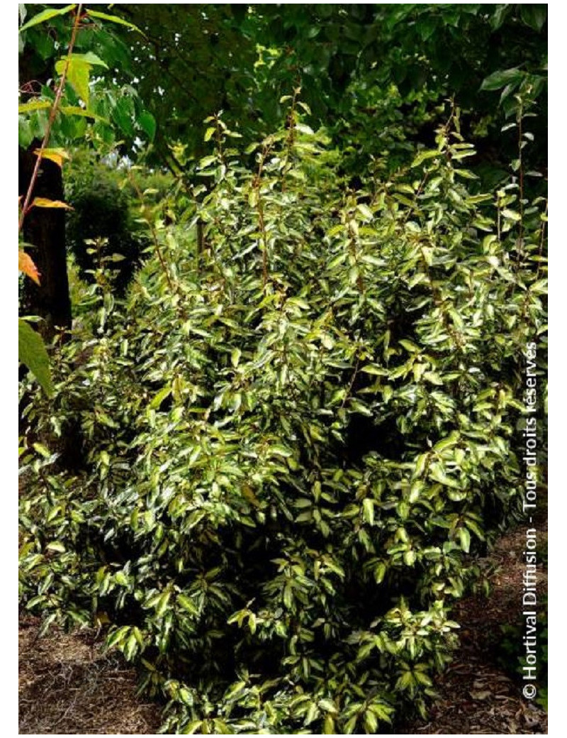 ELAEAGNUS ebbingei MARYLINE® (Chalef)