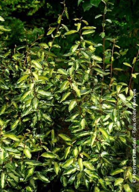 ELAEAGNUS ebbingei MARYLINE® (Chalef)