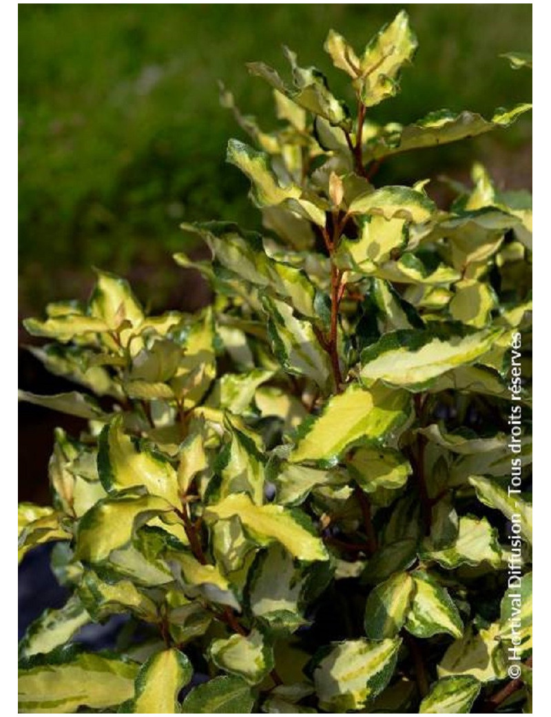 ELAEAGNUS ebbingei MARYLINE® (Chalef)