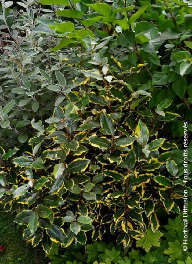 ELAEAGNUS ebbingei VIVELEG® (Chalef panaché - Arbre)