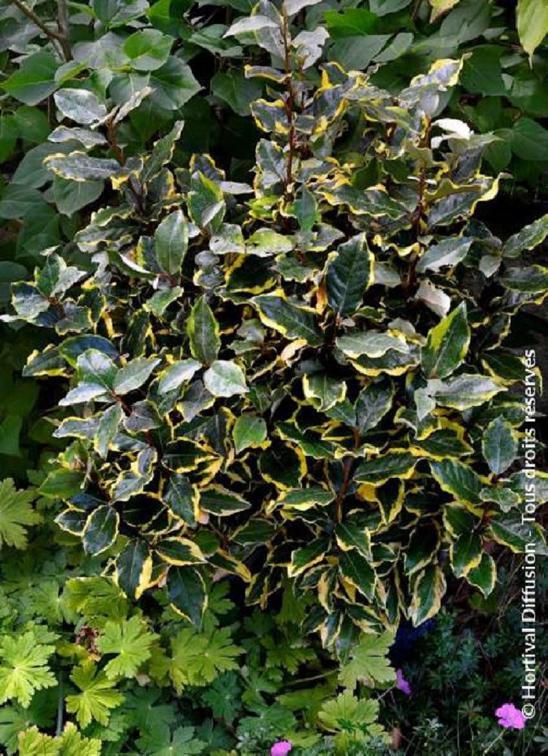 ELAEAGNUS ebbingei Viveleg® (Chalef panaché)