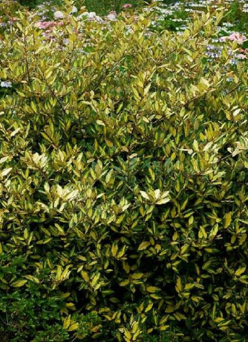 ELAEAGNUS pungens MACULATA AUREA (Chalef panaché)