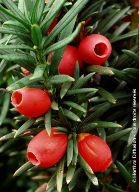 TAXUS baccata (If commun)