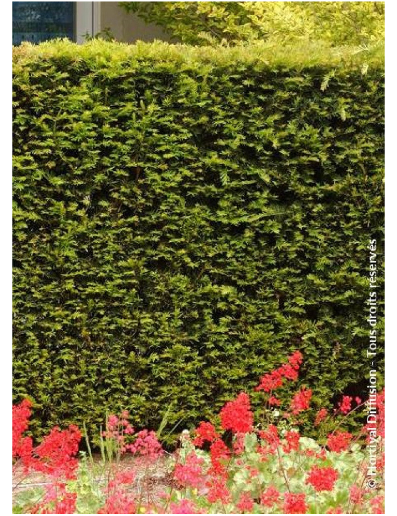 TAXUS baccata (If commun)